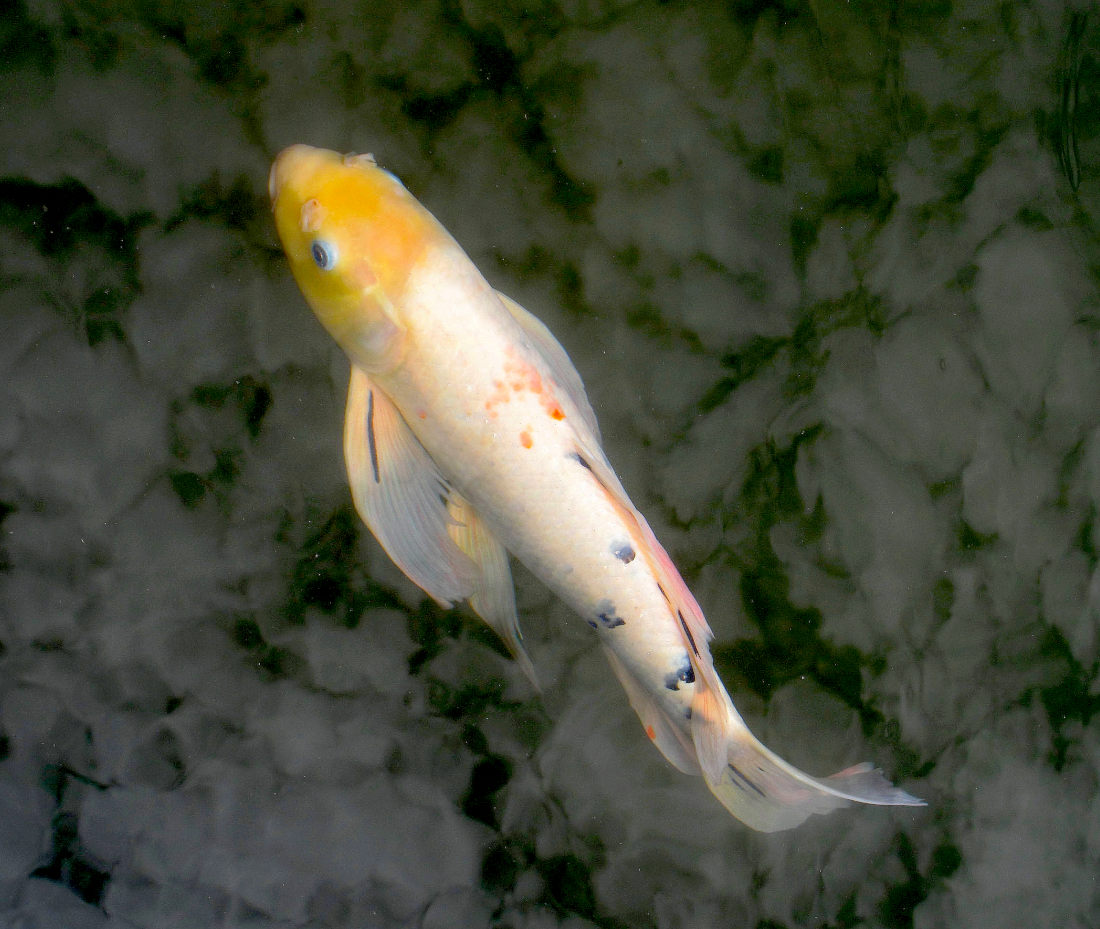 The fascinating world of butterfly koi - Triops Galaxy