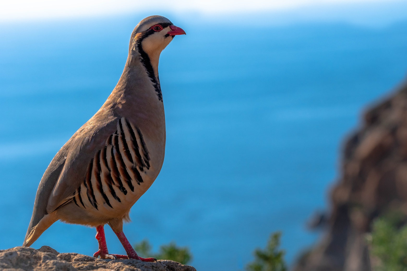 Palaeontology: Curious Avialae discovered in China - Triops Galaxy