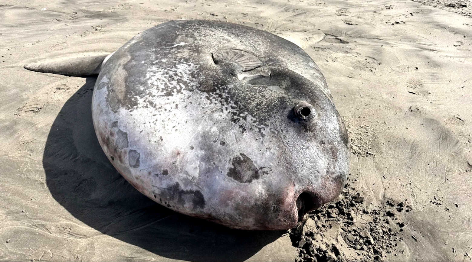Un poisson-lune rare découvert sur une plage de l'Oregon - Triops Galaxy