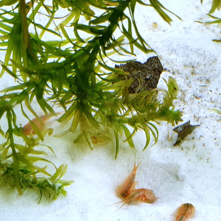 Triops Longicaudatus Red - Triops Galaxy