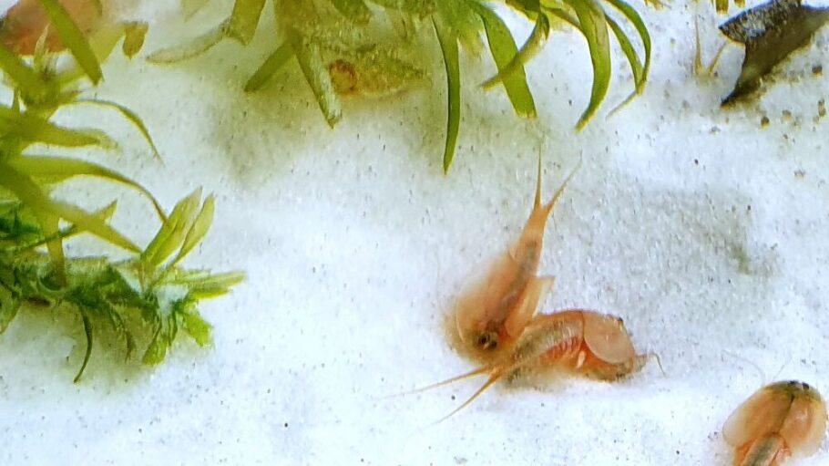 What aquarium size do Triops need? - Triops Galaxy