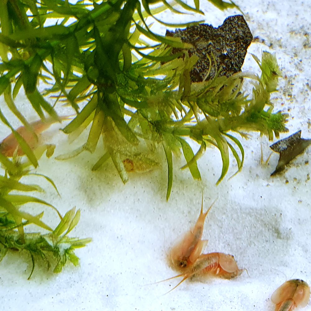 Triops Eier | Urzeitkrebse Eier - Triops Galaxy