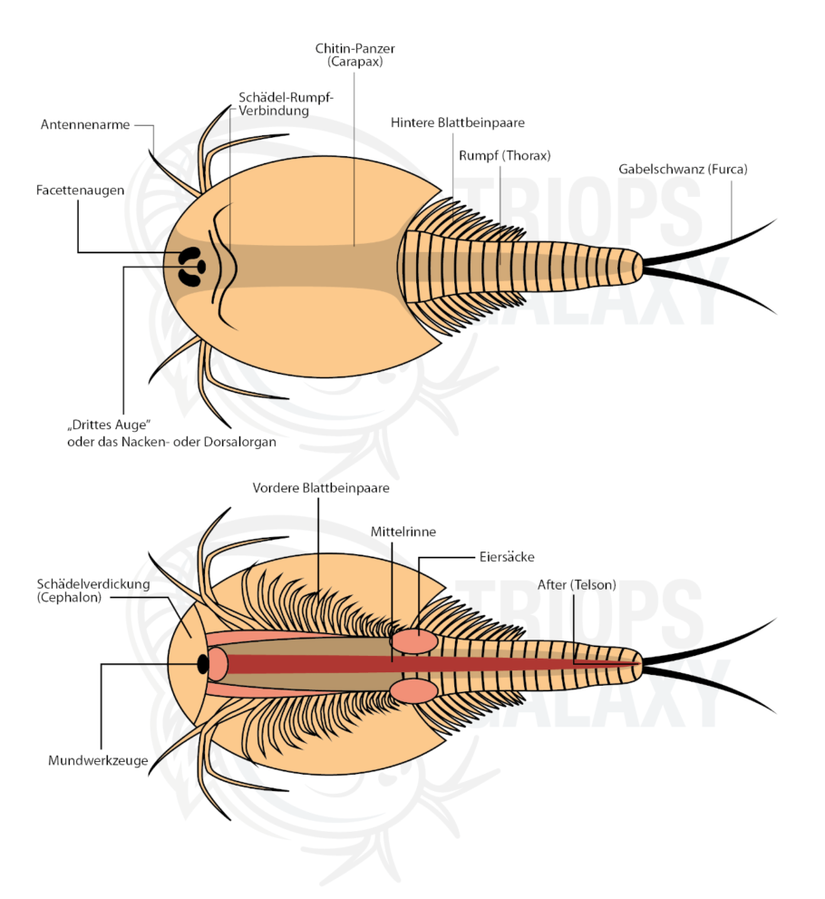 Triops Anatomy: Morphology of the prehistoric crustaceans - Triops Galaxy