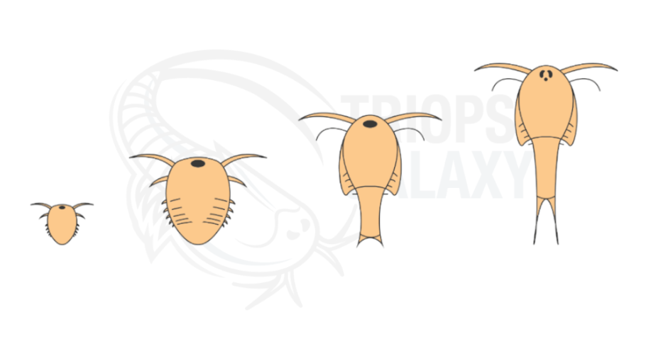 Triops Anatomy: Morphology of the prehistoric crustaceans - Triops Galaxy