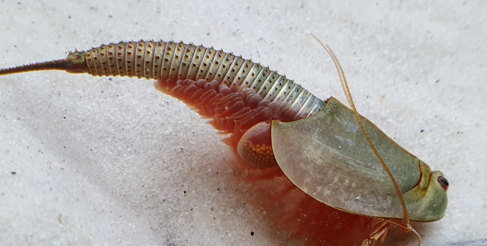 Triops-Anatomie: Morphologie der Urzeitkrebse - Triops Galaxy