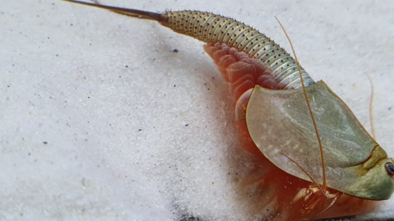 Triops Anatomy: Morphology of the prehistoric crustaceans - Triops Galaxy