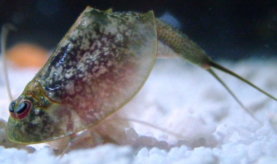 Triops newberryi: The American Triops species - Triops Galaxy