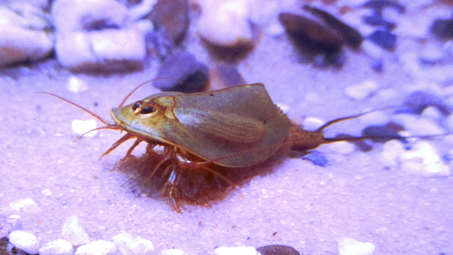 Triops cancriformis: Europäische Triops-Art - Triops Galaxy