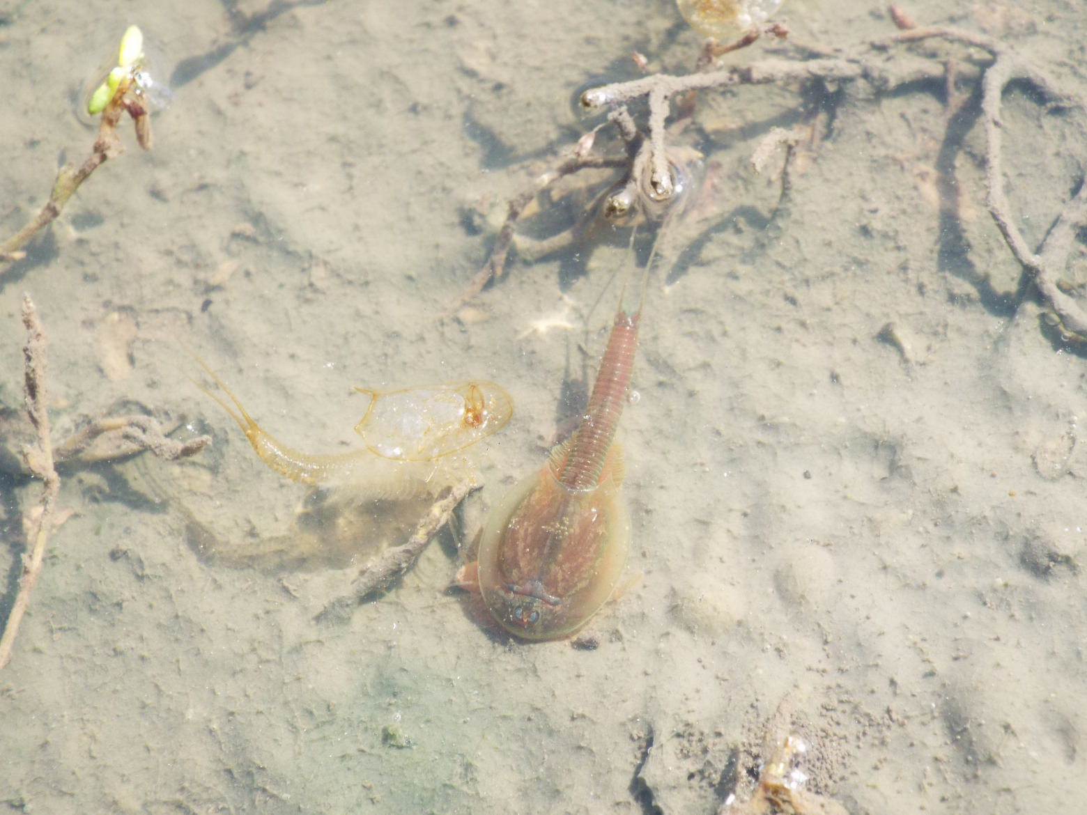 Triops granarius: The Asian prehistoric crab - Triops Galaxy