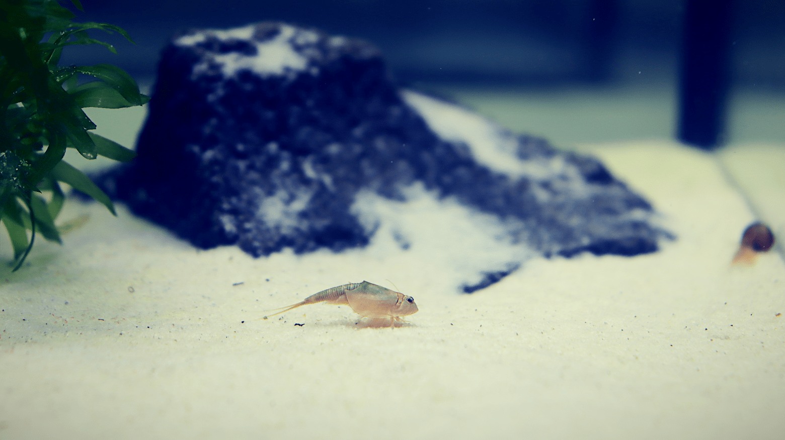Water temperature in the Triops aquarium - Triops Galaxy