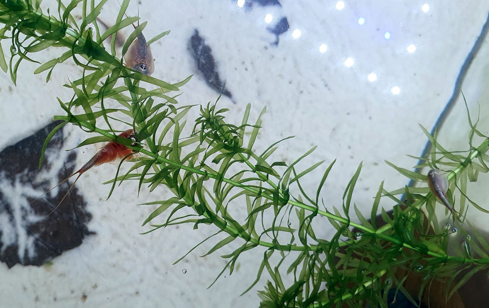 Élever des triops : Lisez la suite, ça devient passionnant - Triops Galaxy