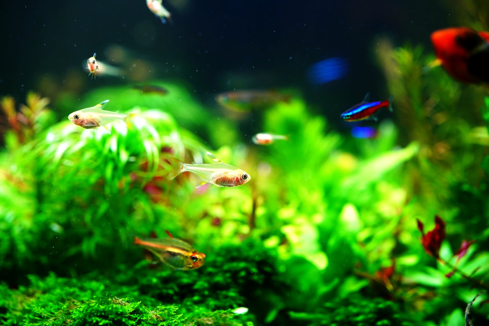 Wasserwerte im Aquarium - Triops Galaxy