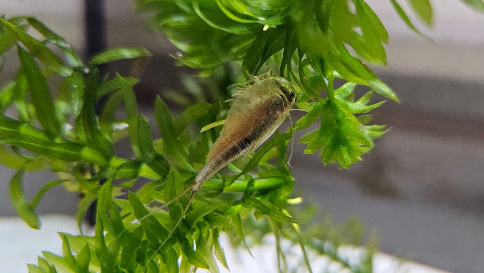 Do you know the difference between Triops and prehistoric crabs ...